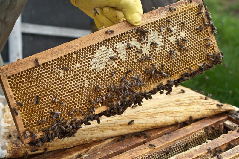 Queen-bee and human stock image. Image of cell, hives - 23207503
