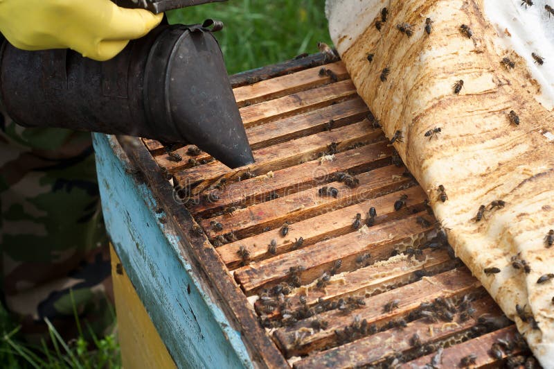 Queen Bee with Attendants stock photo. Image of inspecting - 23433954
