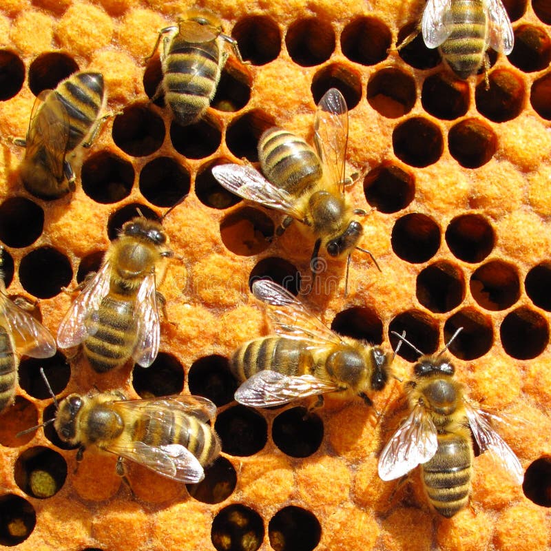 Bees stock image. Image of yellow, bees, worker, company - 1149895