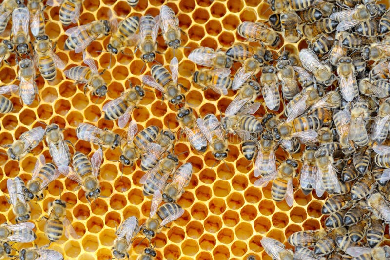 Bees stock image. Image of golden, detailed, healthy - 19828137