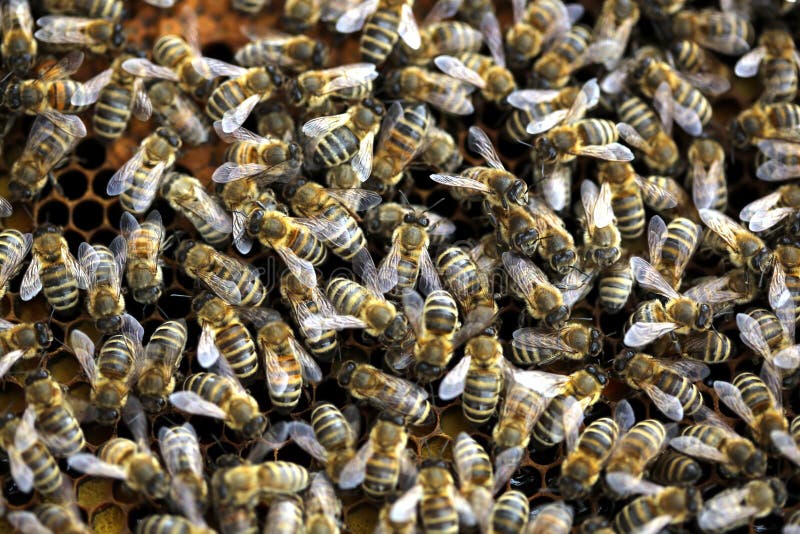 Bees stock image. Image of honeycomb, animal, honeybee - 24647045