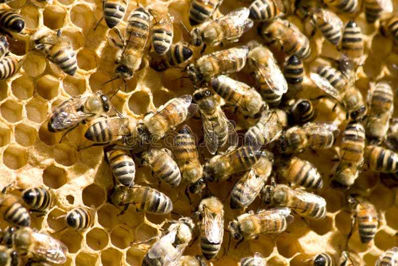 Queen Bee on Comb with Worker Bees Stock Image - Image of macro, colony ...