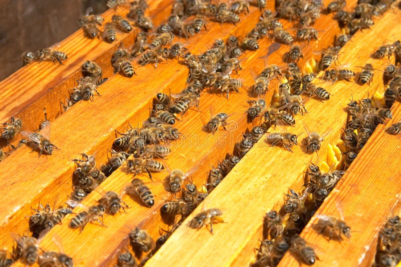 Bees stock image. Image of movement, cooperate, sweet, wasp - 763513