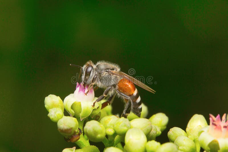 Bees, Aarey Milk Colony stock image. Image of isolated - 110130479