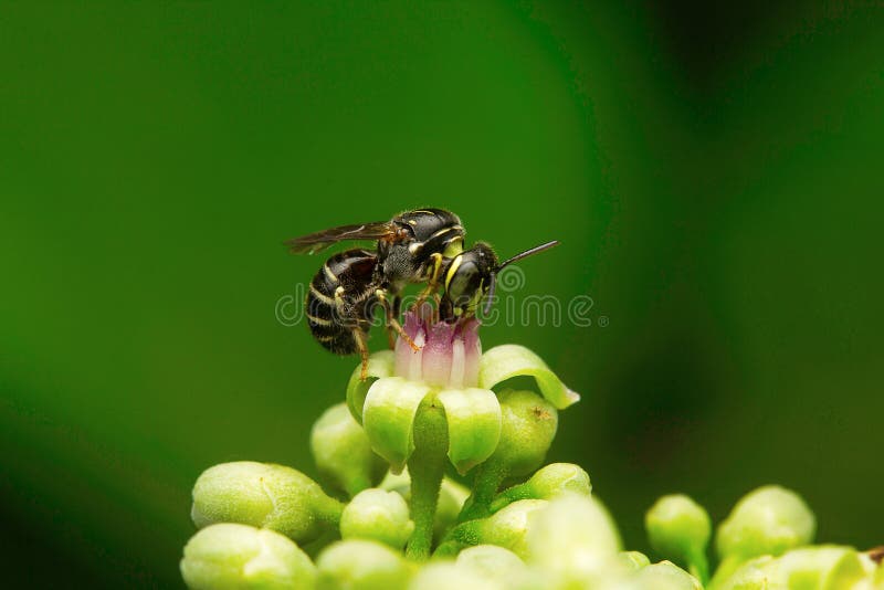 Bees, Aarey Milk Colony stock image. Image of isolated - 110130479