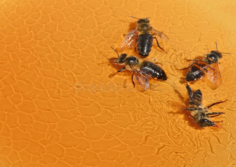 Bee in the honey. stock image. Image of ripples, sticky - 107819663