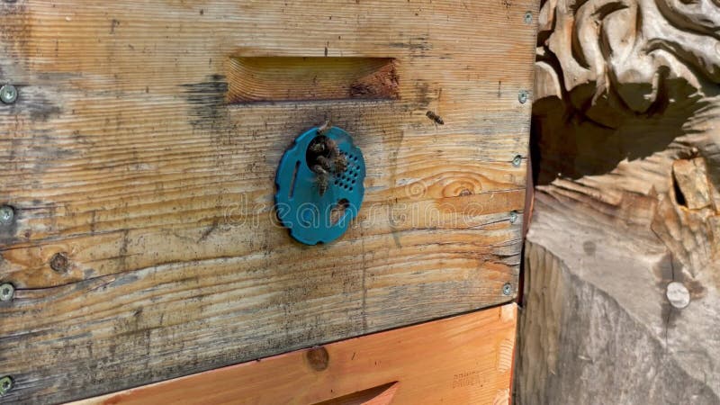 Bees in the Apiary Fly into the Hive Stock Video - Video of macro ...