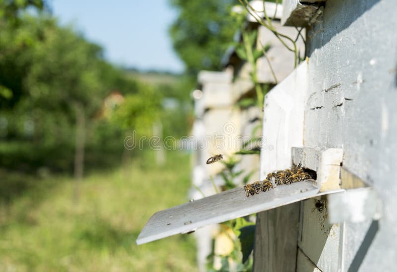 Bees in the apiary stock image. Image of honey, apiary - 57429089