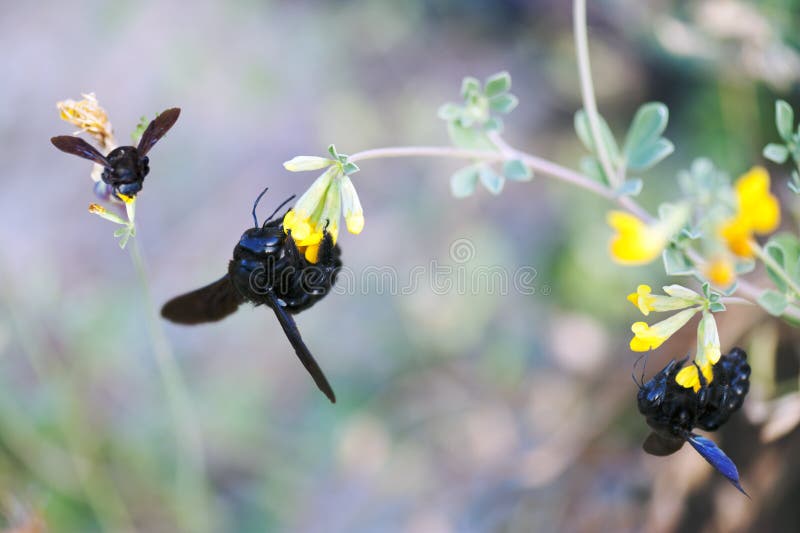 Carpenter bees at work. stock image. Image of species - 303624111