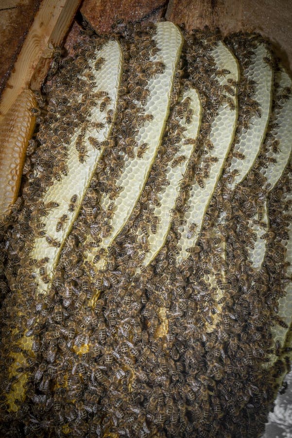 Bees Apis Mellifera Living in Hive from Big Tree Stock Image - Image of ...