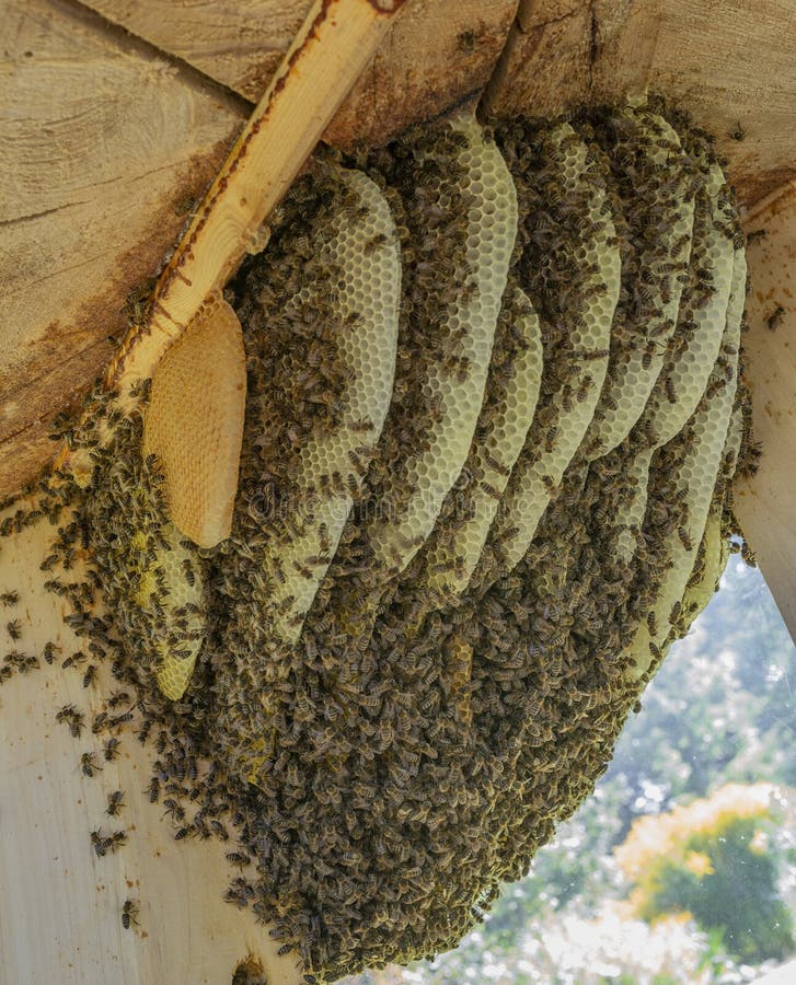 Bees Apis Mellifera Living in Hive from Big Tree Stock Photo - Image of ...