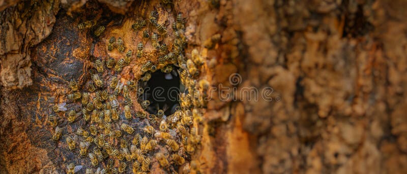 Bees (apis Mellifera) Living in Tree Stock Photo - Image of honey ...