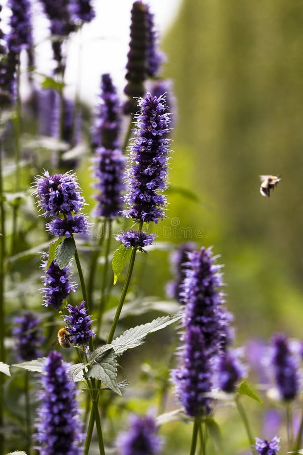 Bees around flowers stock image. Image of collect, petal - 26537291