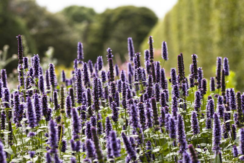 Bees around flowers stock photo. Image of pollen, wing - 26537294