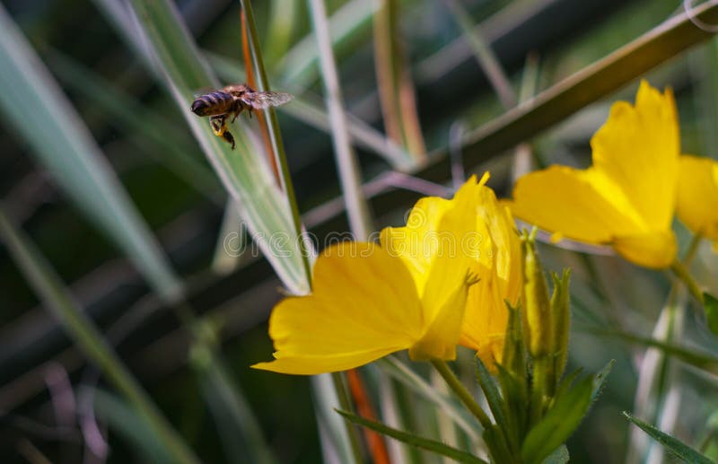 Bees around yellow flowers stock photo. Image of flight - 255232076