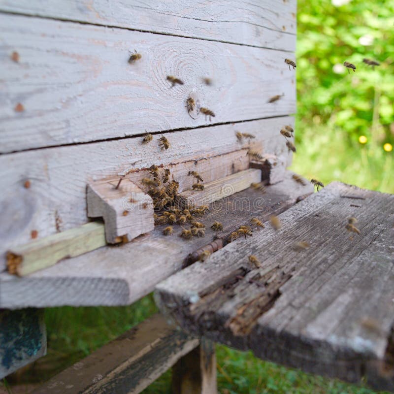 Bees attacking a beehive stock image. Image of entrance - 189185359