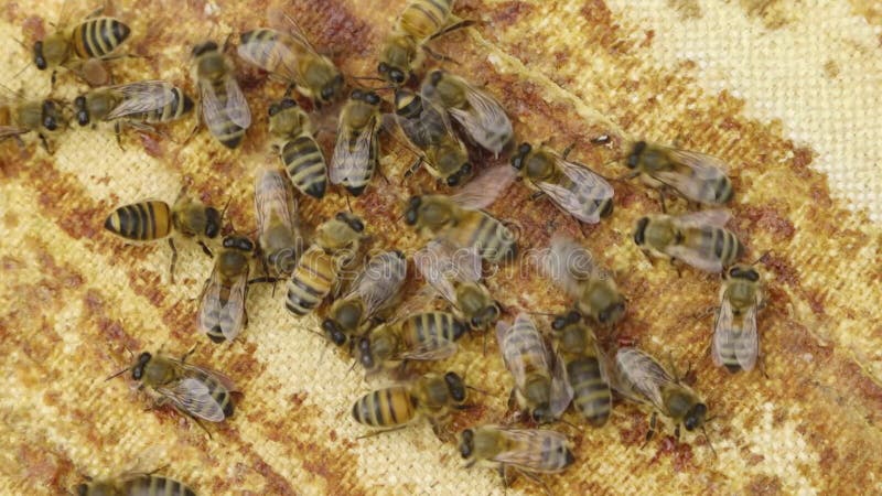 Bees on Bee Cages. Bee Honey in Combs. Honeycomb with Bee Bread Stock ...