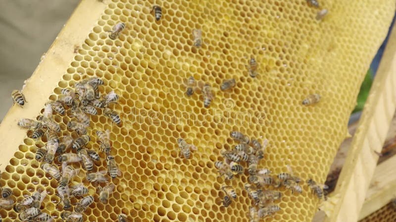 Bees on Bee Cages. Bee Honey in Combs. Honeycomb with Bee Bread ...
