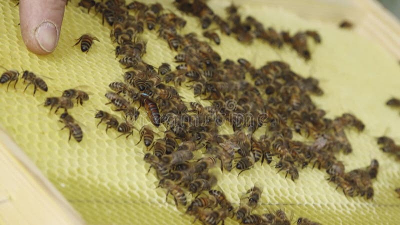 Bees on Bee Cages. Bee Honey in Combs. Honeycomb with Bee Bread Stock ...