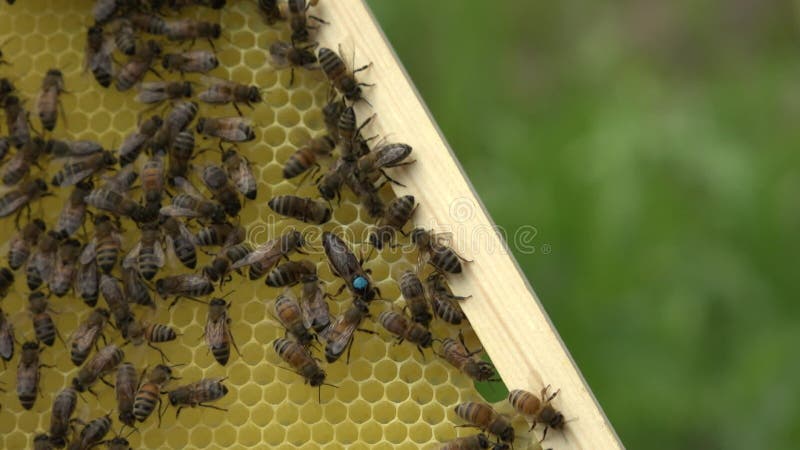 Honeycomb with Bee Bread. Bees Pack Honeycomb with Bee Bread. Stock ...