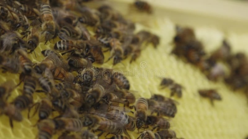 Bees on Bee Cages. Bee Honey in Combs. Honeycomb with Bee Bread Stock ...