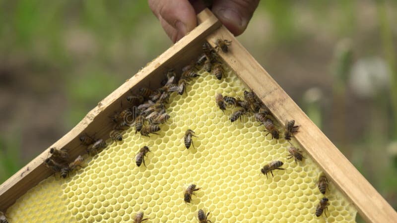 Bees on Bee Cages. Bee Honey in Combs. Honeycomb with Bee Bread Stock ...