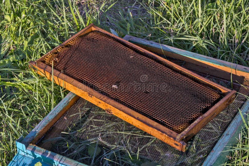 Bees on bee frame stock image. Image of cute, honeybee - 199212001