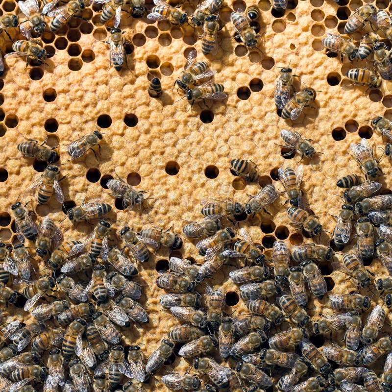 Bee colony stock photo. Image of farm, apiculture, queen - 5542822