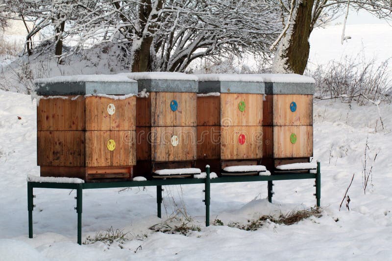 Bees stock photo. Image of close, abstract, honeycomb - 49336962