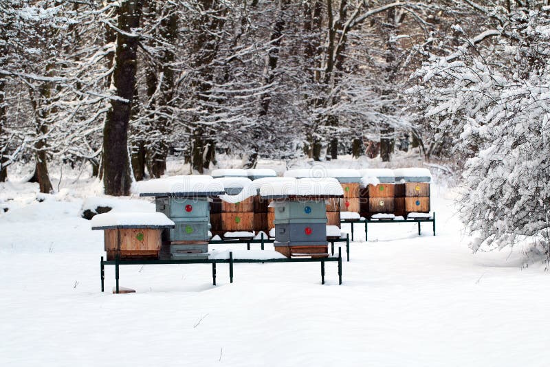Bee Hives in Snow Winter. Wintering Honeybees in Fresh Air Outside ...