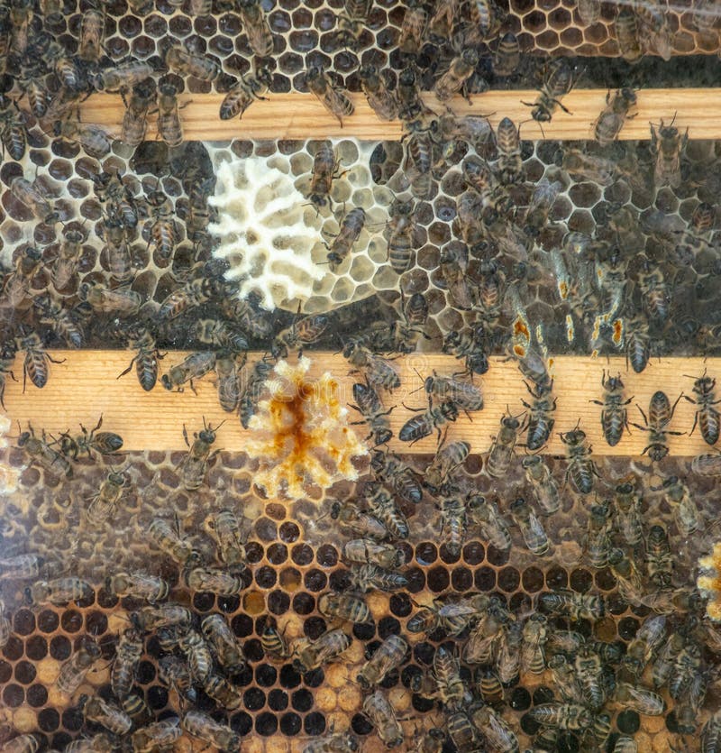 Bees on a Beehive in an Apiary. Stock Image - Image of outdoors, hive ...