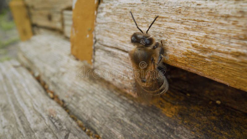 Close-up of the Bees Crawling. Bees and Beehive and Bee. Bees Crawling ...