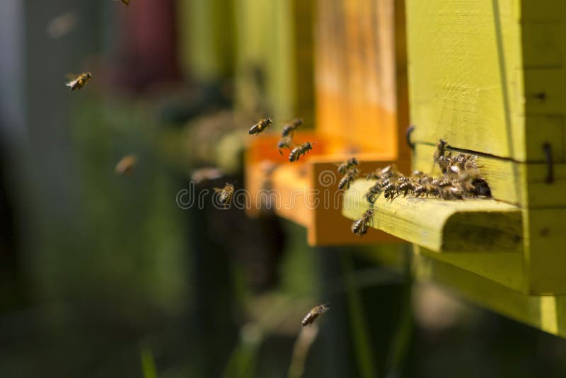 Bees in beehive stock photo. Image of beekeeping, food - 98943696