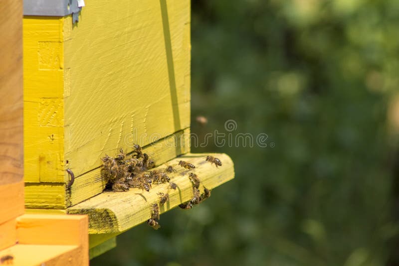 Bees in beehive stock image. Image of ecology, busy, food - 98946489