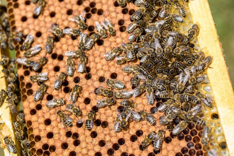 Bees in beehive stock image. Image of macro, agriculture - 124921683