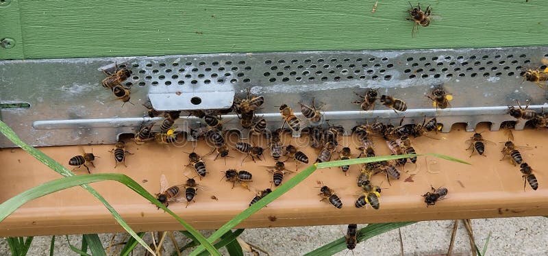 Bees beehive forager stock photo. Image of leaf, beehive - 274853316