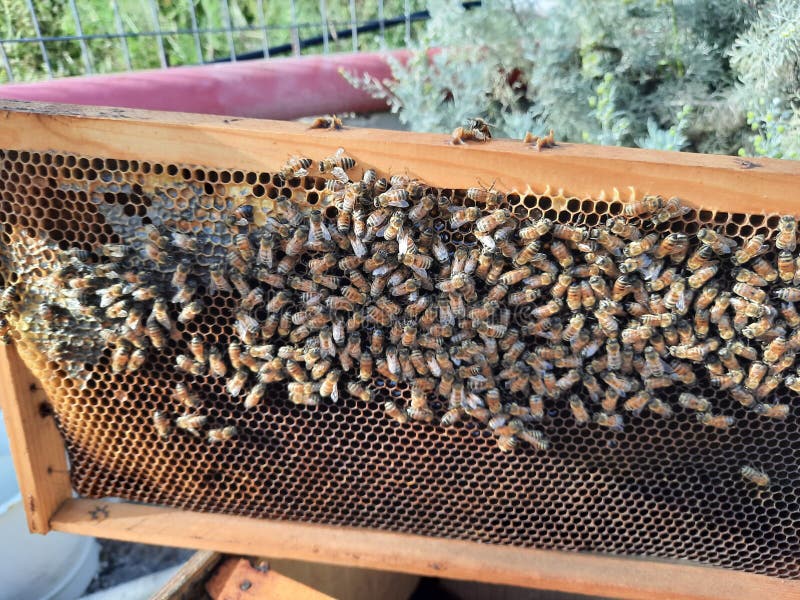 Bees on a beehive frame stock photo. Image of pollen - 242360198