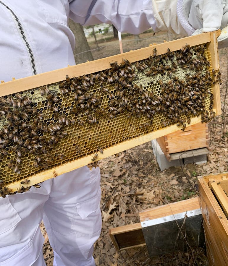 Bees on a Beehive Frame, Man in Bee Suit Holds Up the Frame Stock Image ...