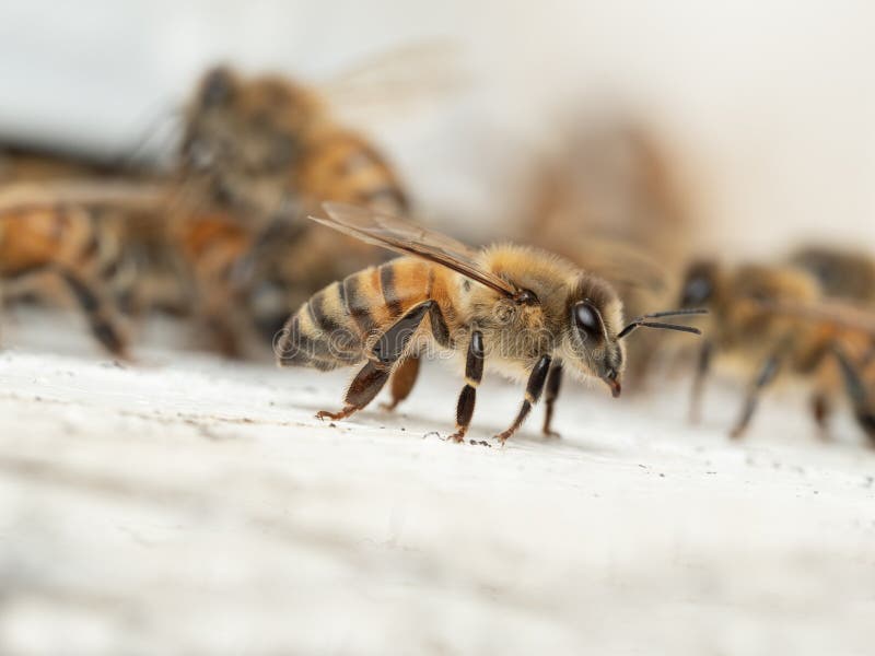 Bees in a Beehive on Natural Farm Stock Photo - Image of beekeeping ...