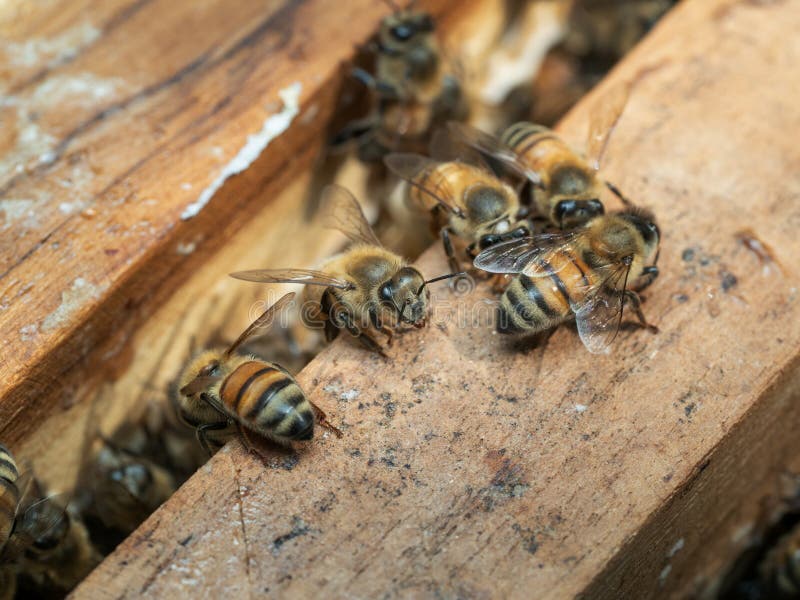 Bees in a Beehive on Natural Farm Stock Photo - Image of beekeeper ...