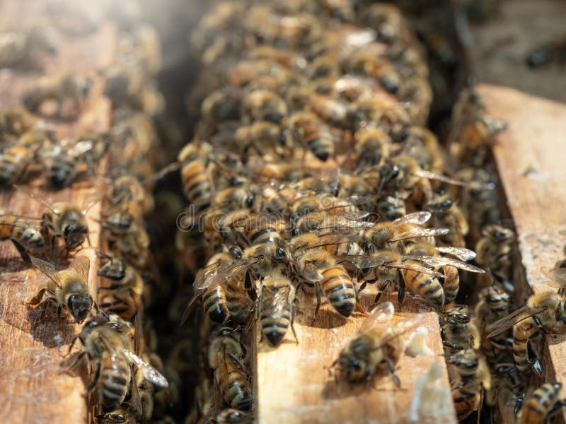Bees in a Beehive on Natural Farm Stock Image - Image of rural, garden ...