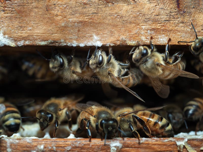 Bees in a Beehive on Natural Farm Stock Photo - Image of closeup ...