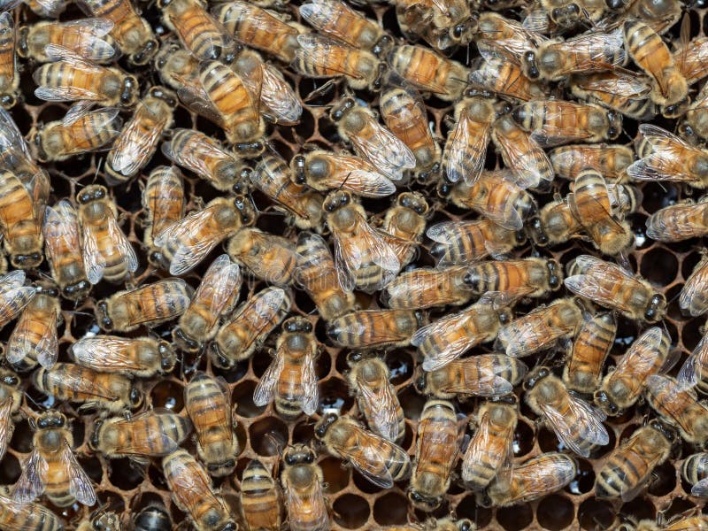 Bees in a Beehive on Natural Farm Stock Photo - Image of pattern, rural ...