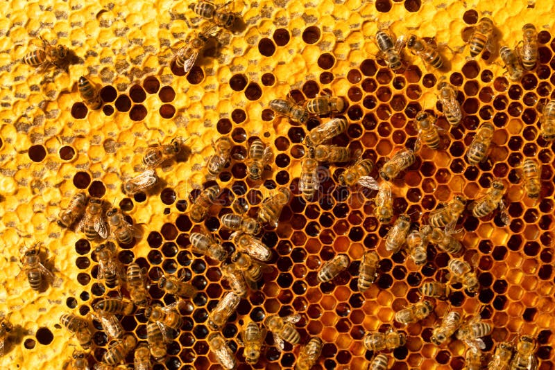 Bees in a Beehive on Wax. Fresh Honey Stock Image - Image of homemade ...