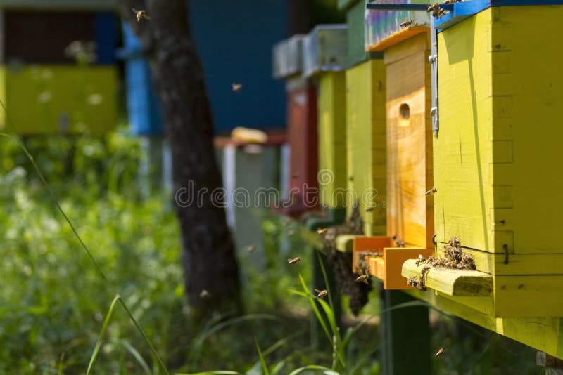 Bees in beehive stock image. Image of beehive, hive, animals - 98945523