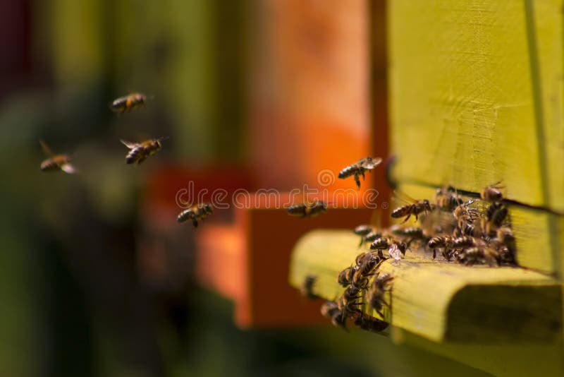 Bees in beehive stock photo. Image of honeybee, bees - 98946072