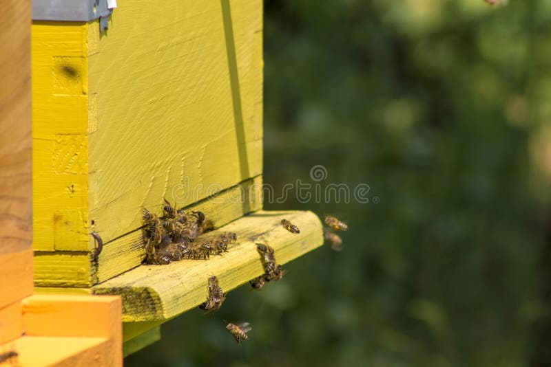 Bees in beehive stock photo. Image of close, apiarist - 98946570