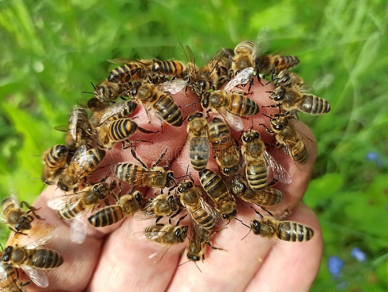 Bees on the Beekeeper`s Fingers.. Stock Photo - Image of beekeeping ...