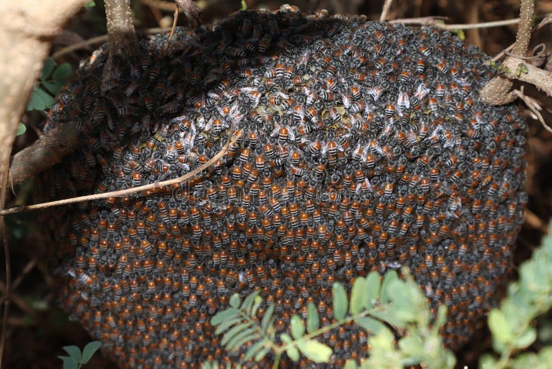 103 Jungle Honey Bees Stock Photos - Free & Royalty-Free Stock Photos ...