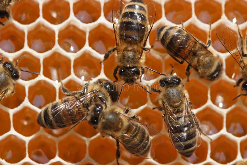 Bees behind work stock photo. Image of feet, life, head - 10777976